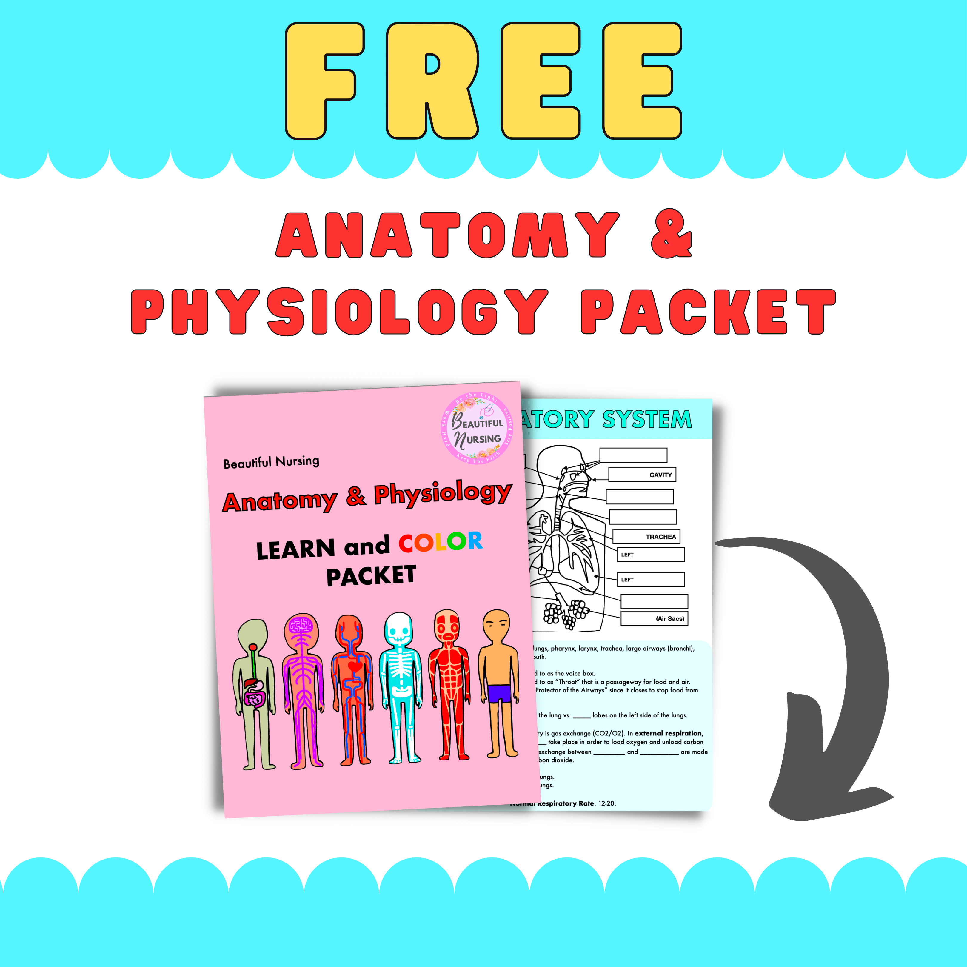 Anatomy & Physiology Learn and Color Packet – BeautifulNursing