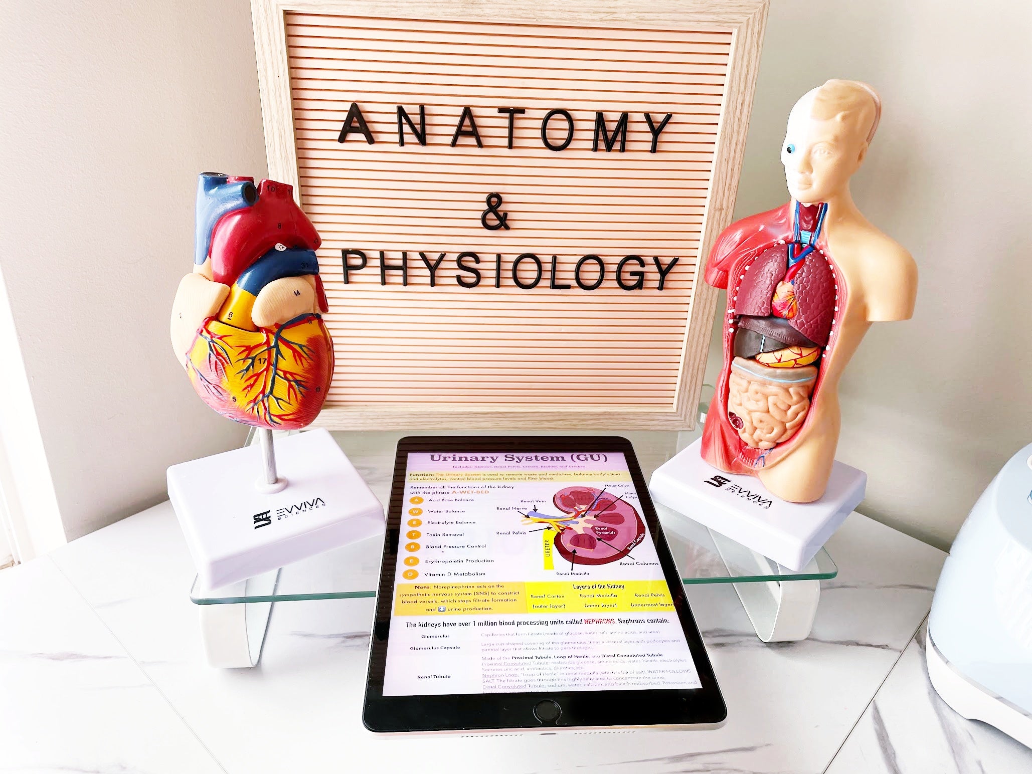 Top Tips to Pass Anatomy and Physiology – BeautifulNursing