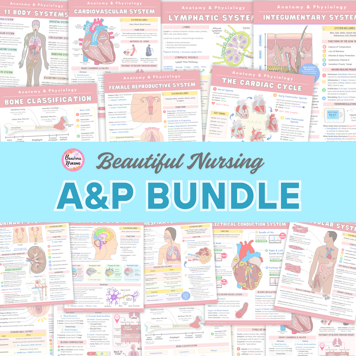 Anatomy & Physiology Bundle – BeautifulNursing