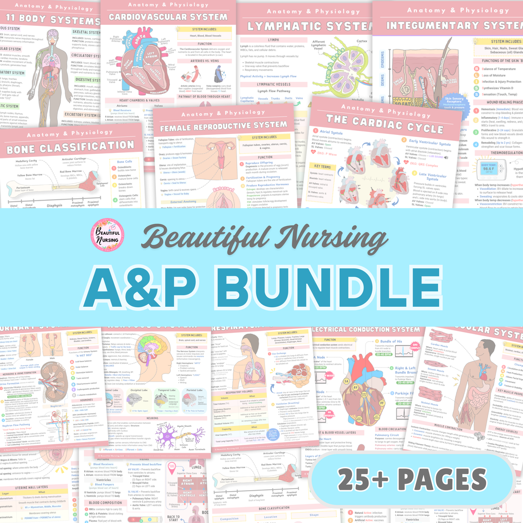 Anatomy & Physiology Bundle – BeautifulNursing