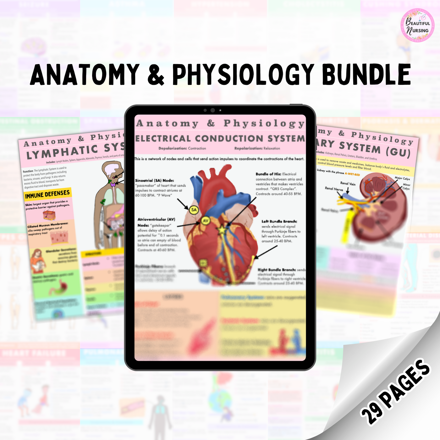 Anatomy & Physiology Study Bundle – BeautifulNursing